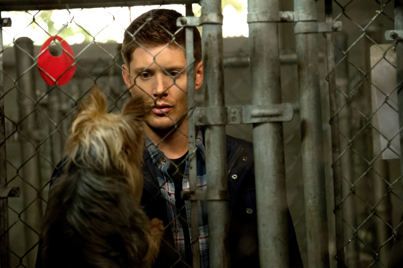 TV Review: SUPERNATURAL – Season 9 – “Dog Dean Afternoon” - Assignment X
