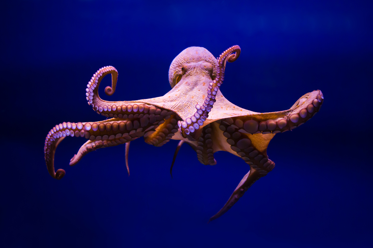 The scoop on NATURE - OCTOPUS: MAKING CONTACT Part 2 Assignment X