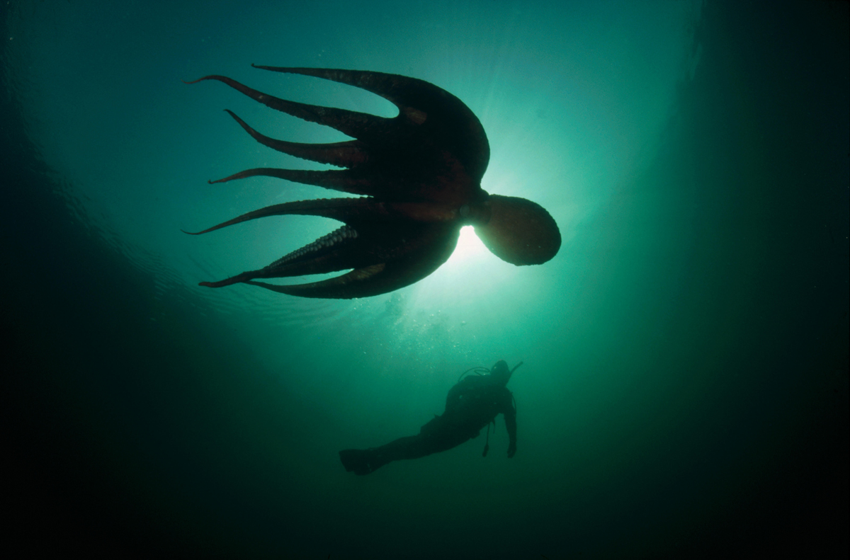 The scoop on NATURE - OCTOPUS: MAKING CONTACT Part 1 Assignment X