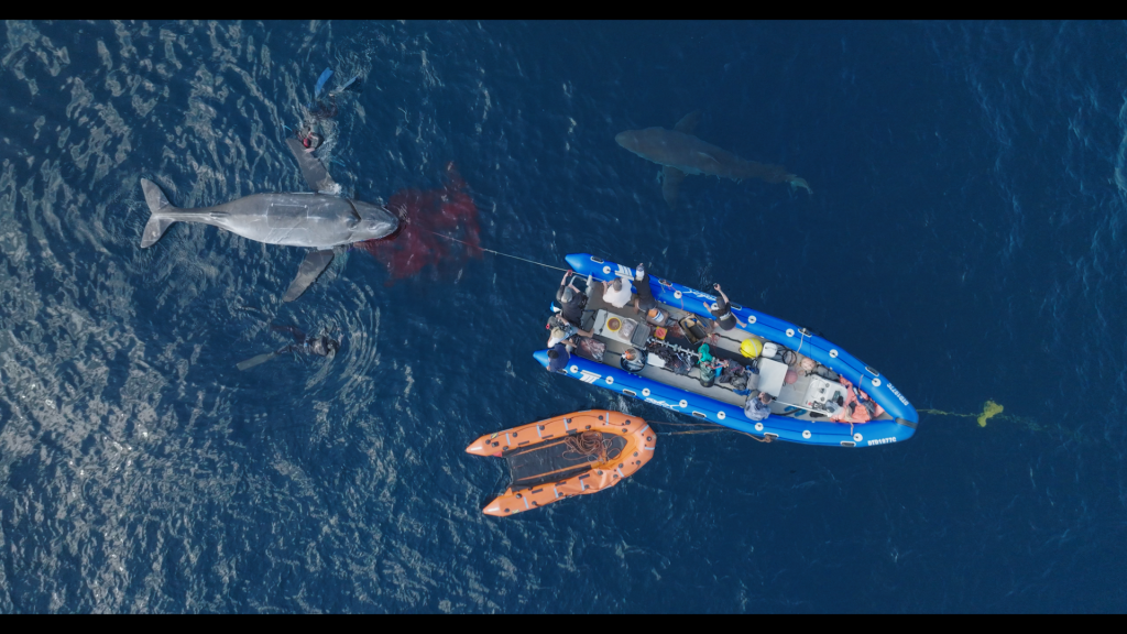 SHARK WEEK: Dr. Austin Gallagher deep dives for BELLY OF THE BEAST and ...