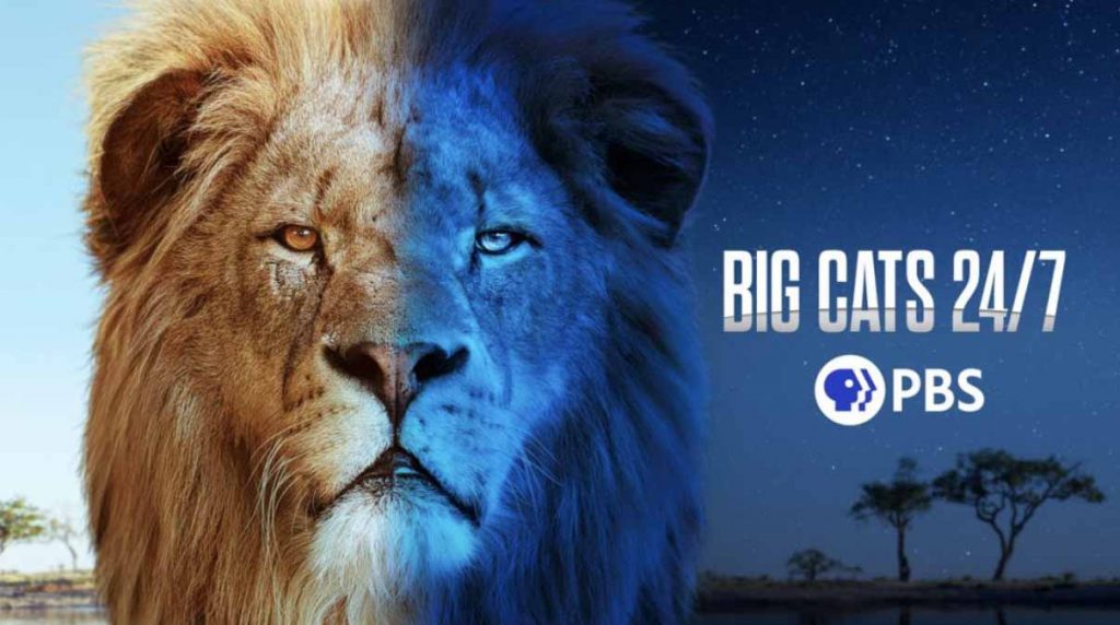 PBS NATURE: BIG CATS 24/7: Producer and director Rowan Crawford on new ...