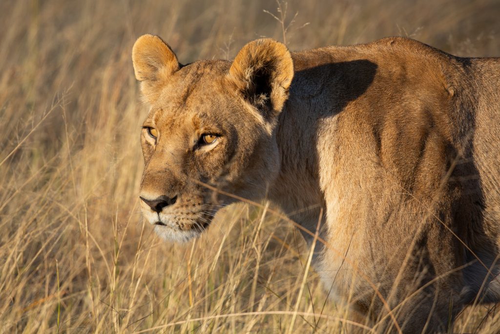 PBS NATURE: BIG CATS 24/7: Producer and director Rowan Crawford on new ...